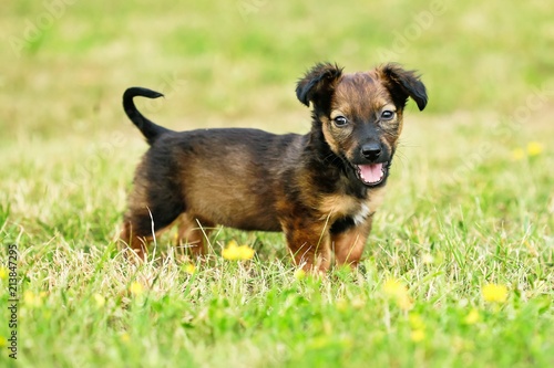 Black Wiener Dog Mix