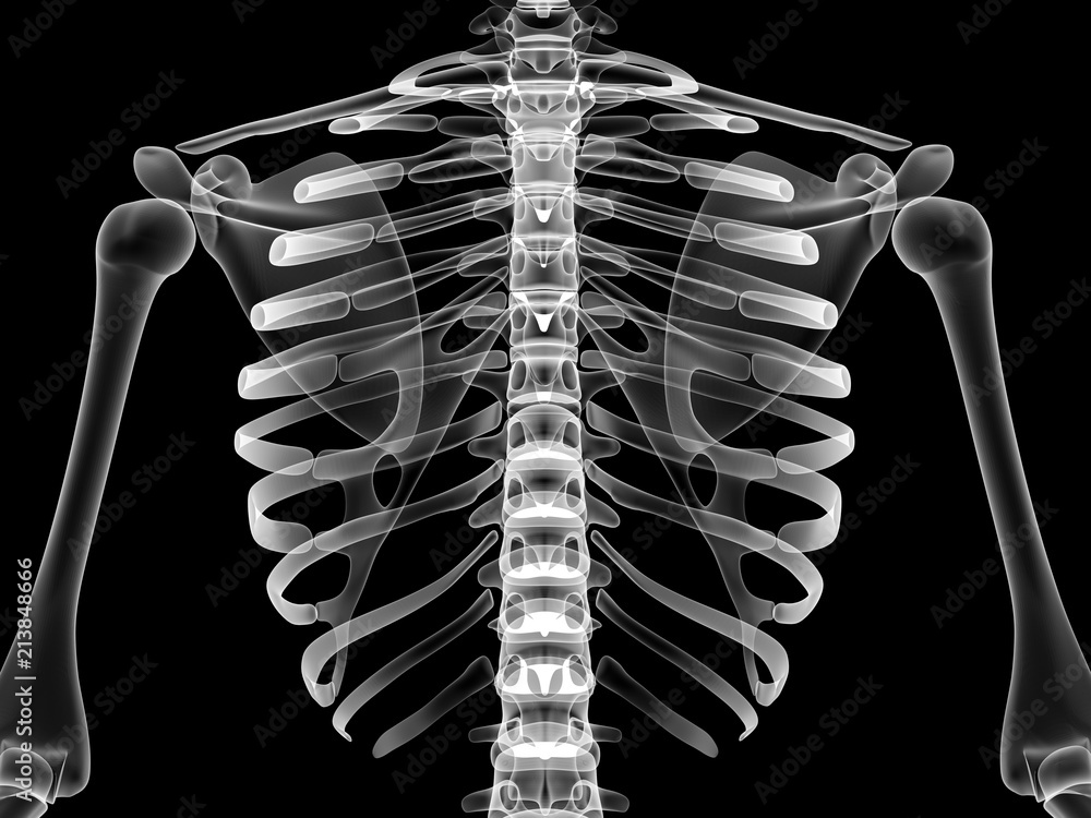X RAY SKELETON 3D RENDER Stock Illustration | Adobe Stock