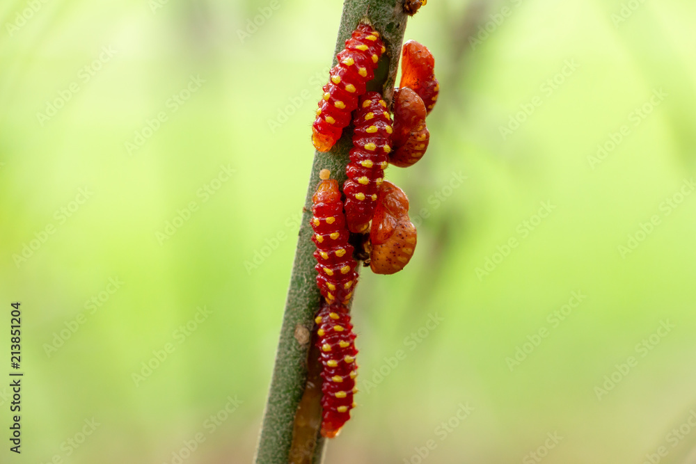 Atala butterfly caterpillar and pupa (Eumaeus atala), multiple on stem ...