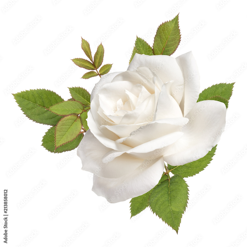 White Rose Clip Art