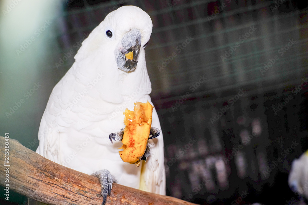 White Parrots Cacadu on the green grass in Australian Park Stock Photo ...