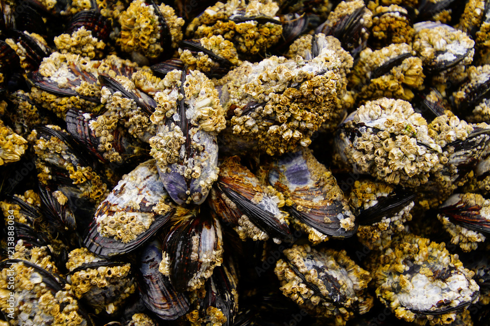 Mussels and barnacles exposed at low tide Stock Photo | Adobe Stock