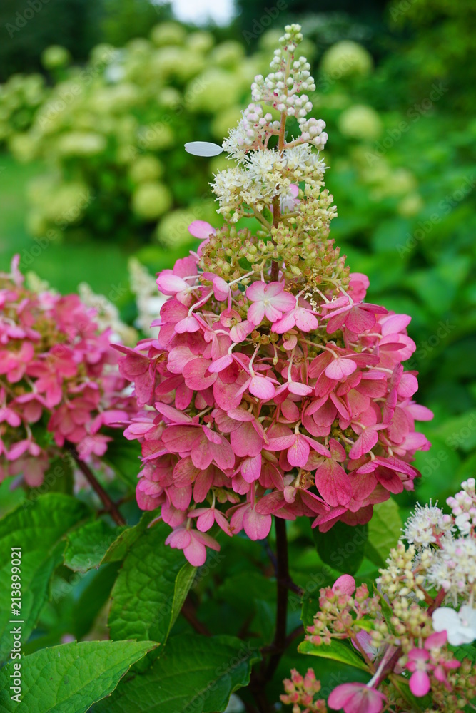 Hydrangea paniculata - Beautiful bush of hydrangea flowers in a garden ...