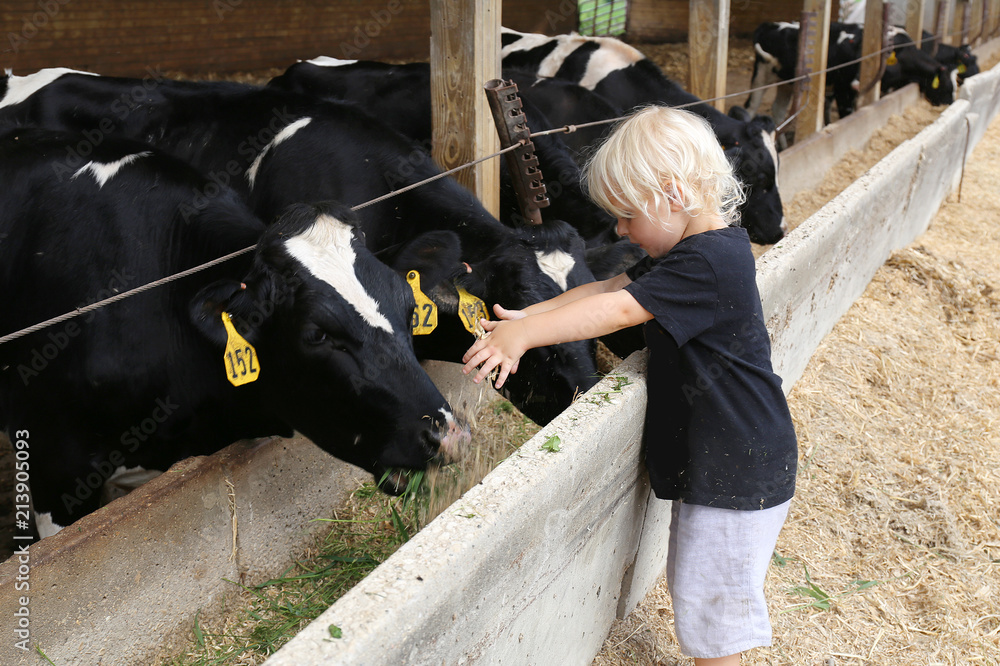 Little Child Feeding Cows in Food Trough on Dairy Farm in America Stock ...