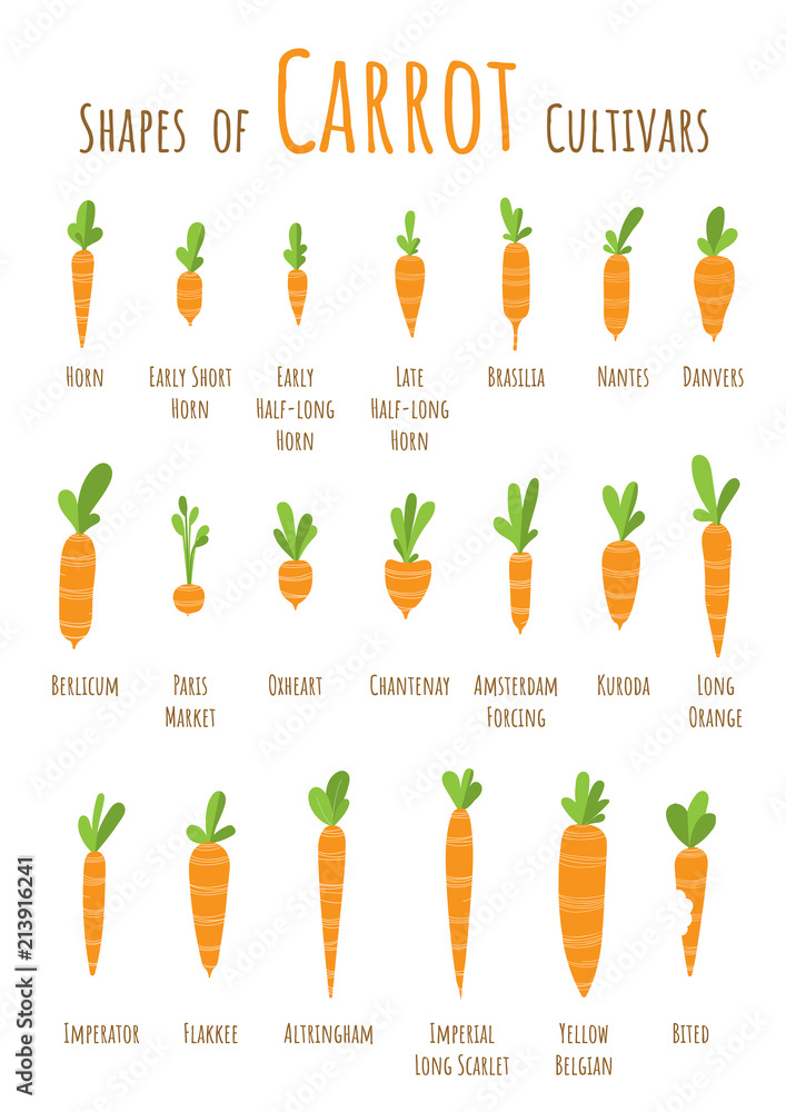Typical Shapes Of Carrot Cultivars Size Comparison Vector