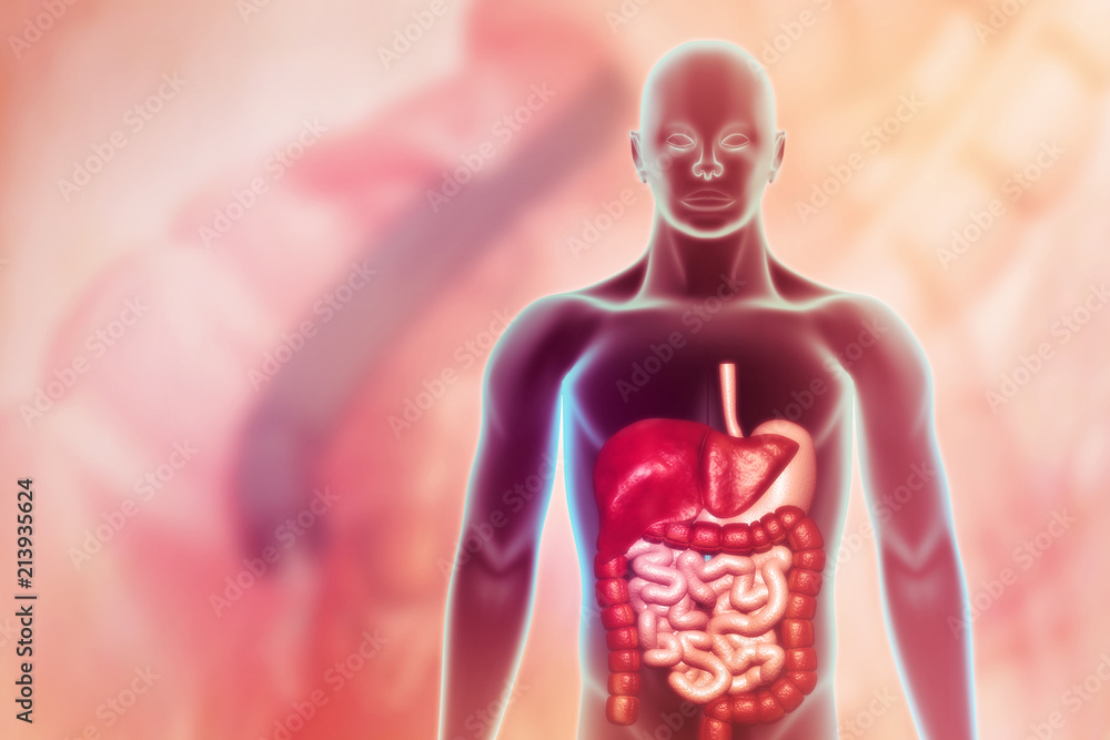 Poster Human digestive system on scientific background – Wall Art ...