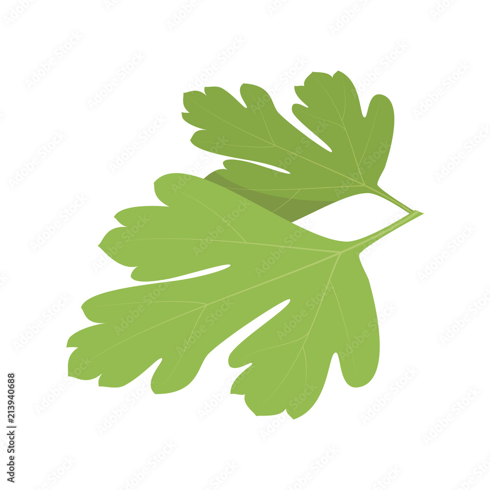 Vector coriander illustration isolated in cartoon style. Herbs and ...