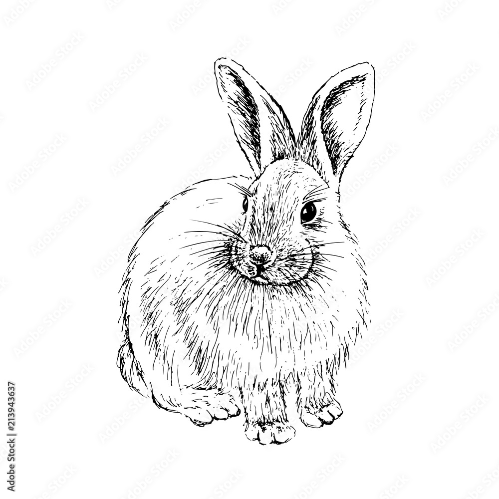 Rabbit sketch. Hand drawn vector illustration. Stock Vector | Adobe Stock