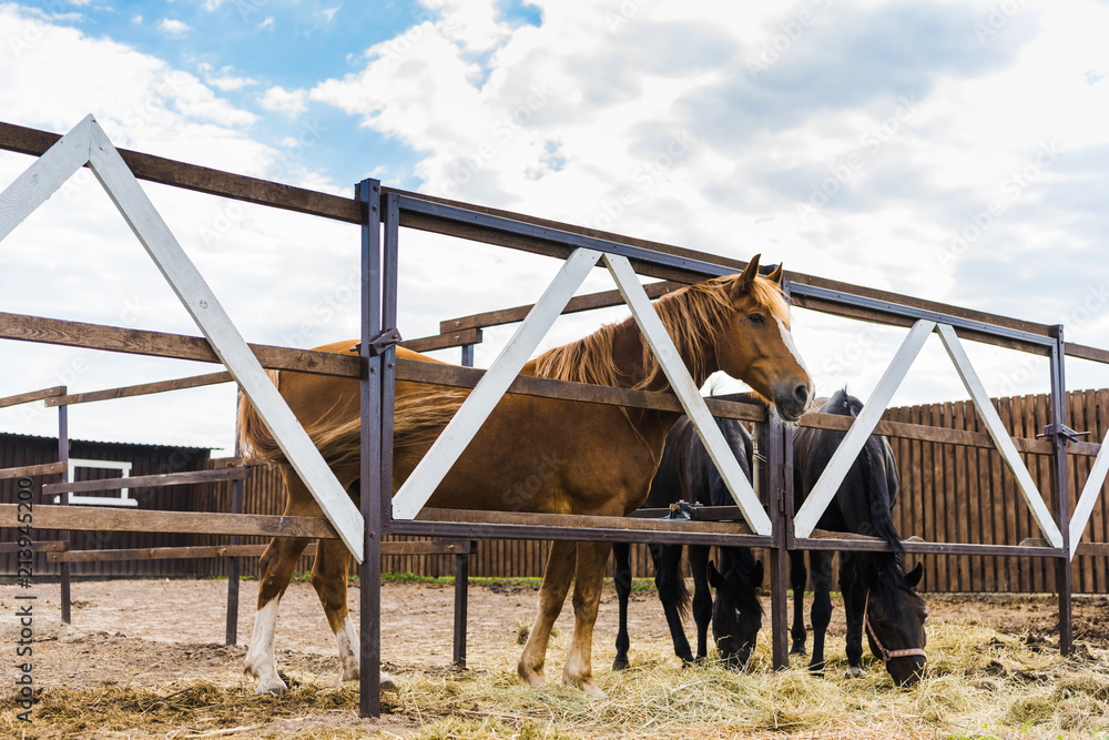 beautiful horses standing behind fences on ranch Stock Photo | Adobe Stock