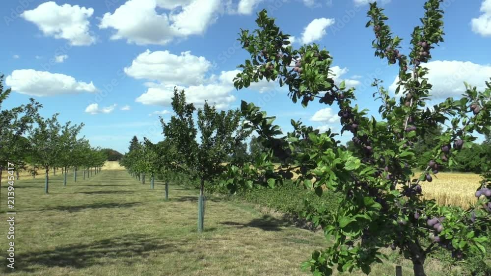 Plum Prunus domestica, variety Jojo, tree orchard homegrown, fruits ...
