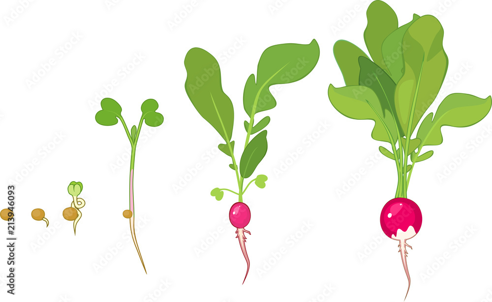 Stages of radish growth from seed and sprout to harvest Stock Vector ...