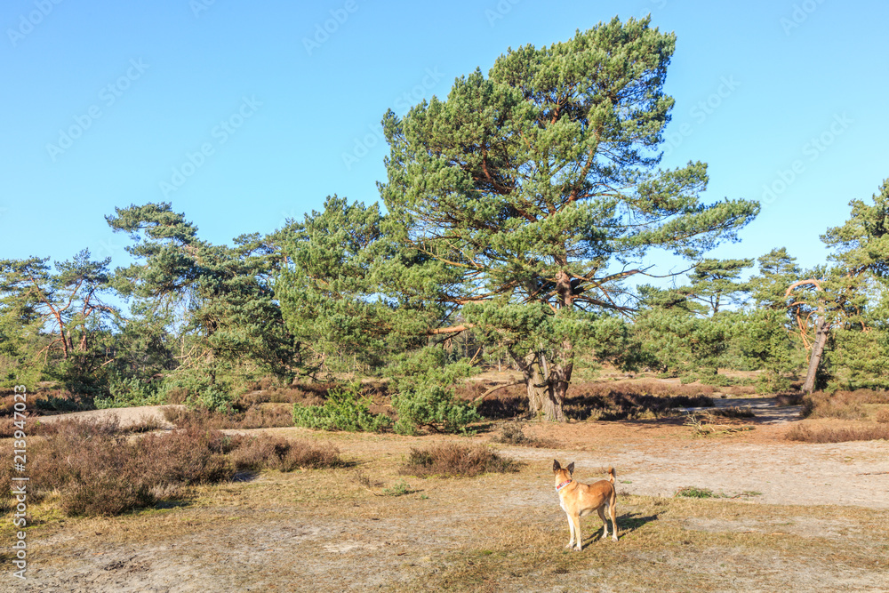 Alive and moving drifting sand dunes of Soesterduinen area in ...