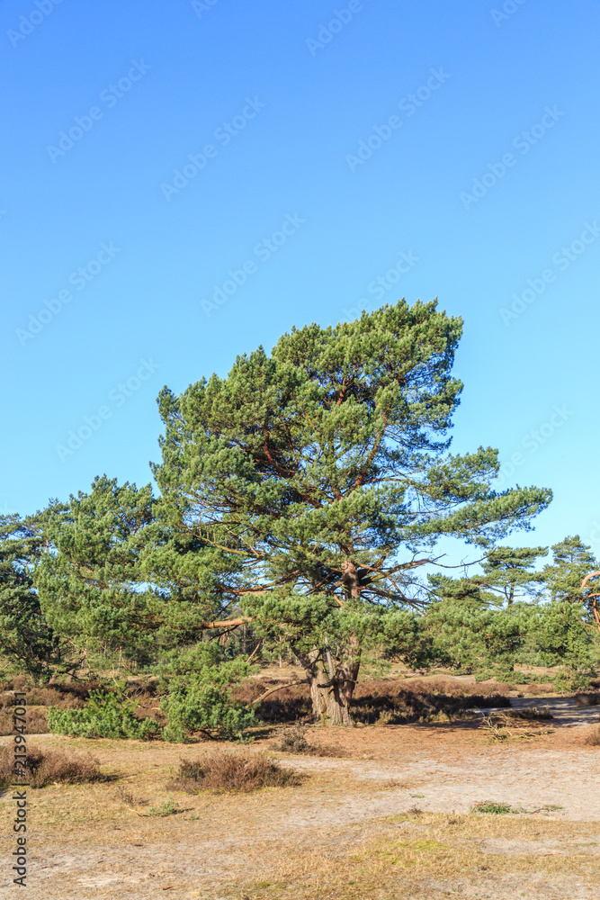 Alive and moving drifting sand dunes of Soesterduinen area in ...