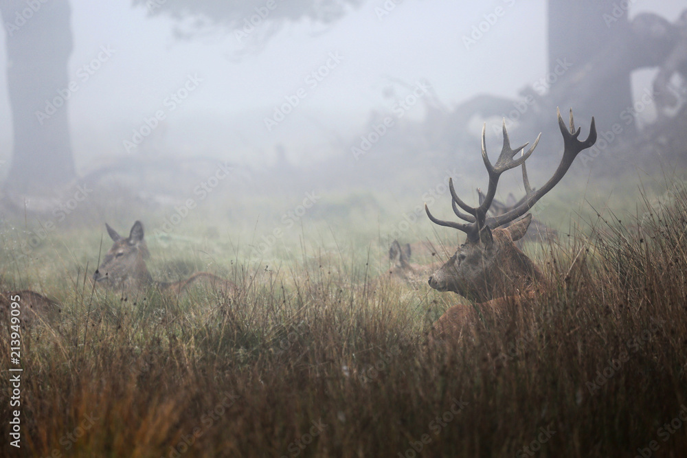 Red Deer, Cervus elaphus, in Richmond Park during the rut. Richmond ...
