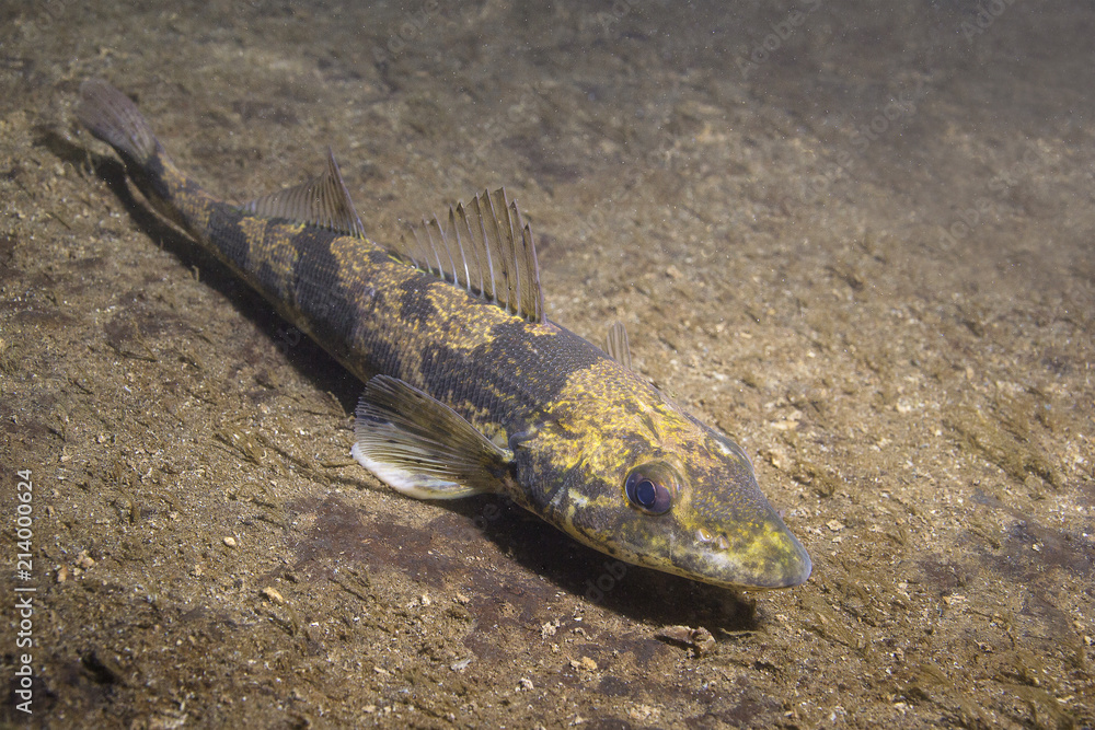 Freshwater fish Zingel (Zingel zingel) in the beautiful clean river ...