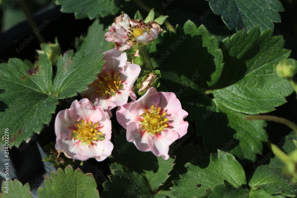 Blooming hybrid cultivar strawberry (Fragaria x ananassa 'Merlan Soft ...