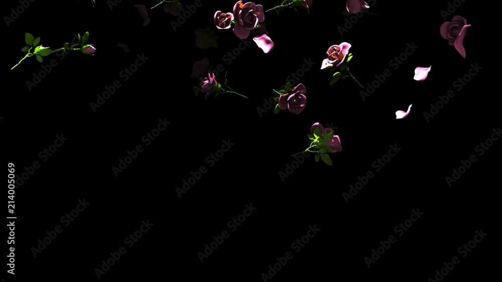 Falling Pink Roses On Black Background.3DCG render Animation. Stock ...