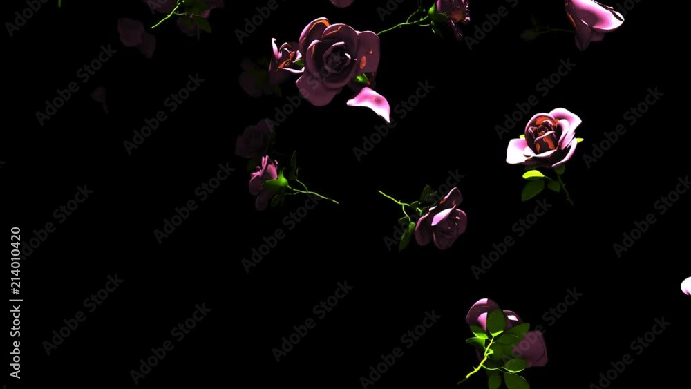 Falling Pink Roses On Black Background.3DCG render Animation. Stock ...