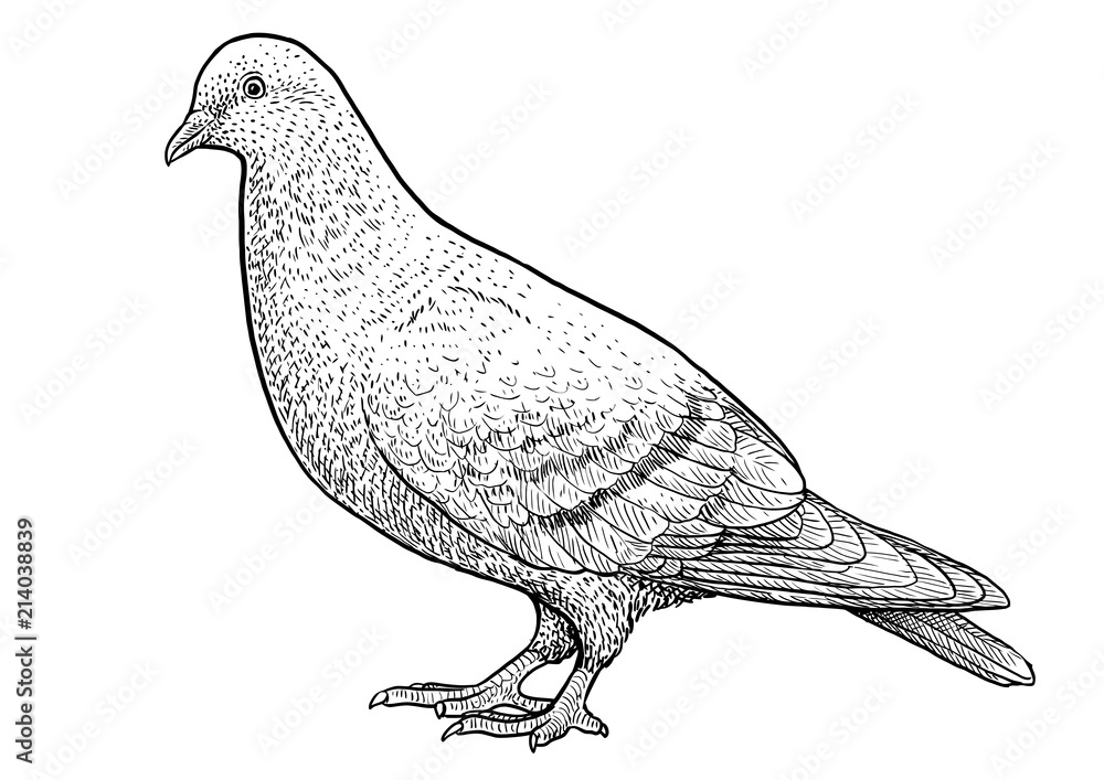Pigeon illustration, drawing, engraving, ink, line art, vector vector ...