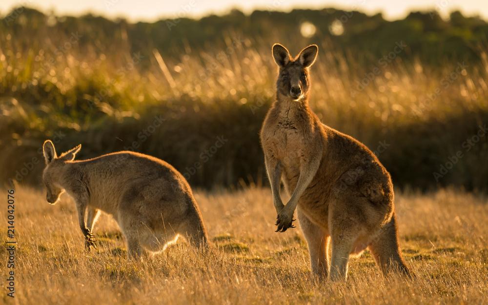 Kangaroo in open field during a golden sunset Stock Photo | Adobe Stock