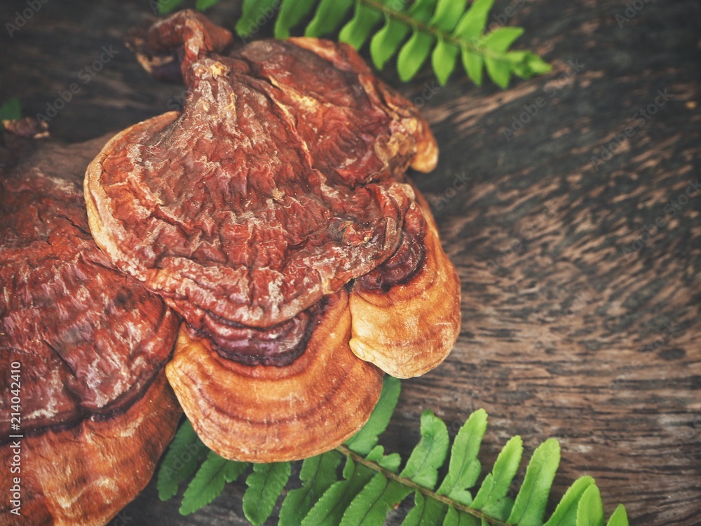 Ganoderma Lucidum - Ling Zhi Mushroom Stock Photo | Adobe Stock
