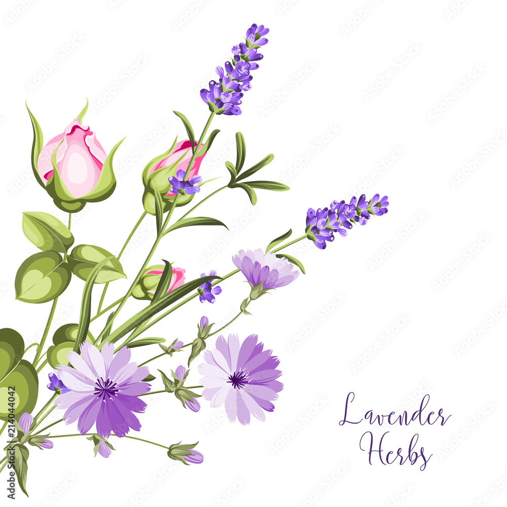 Label with lavender. Bunch of lavender flowers on a white background ...