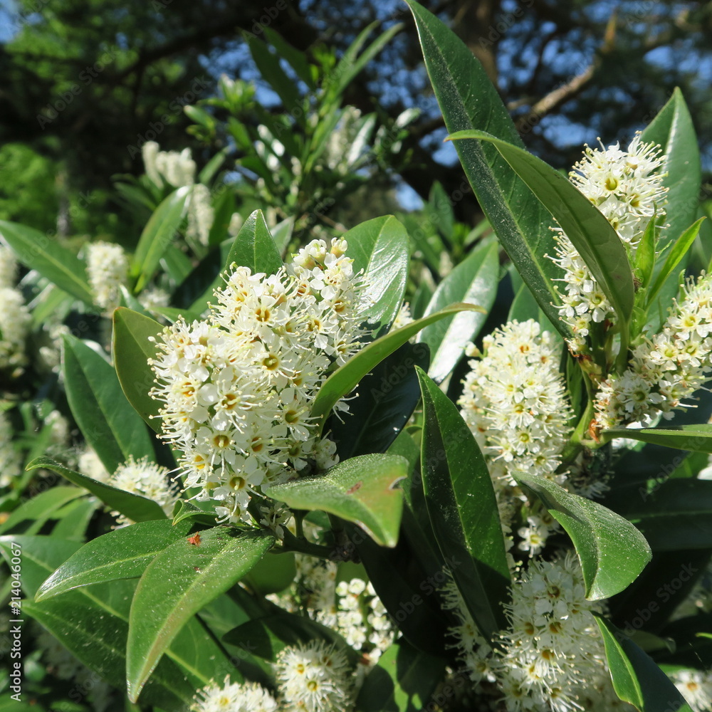 Prunus laurocerasus, cherry laurel, green shrub with white flowers in ...