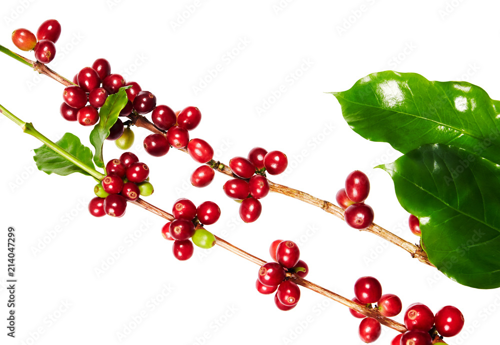 Red coffee beans on a branch of coffee tree with leaves, Ripe and ...