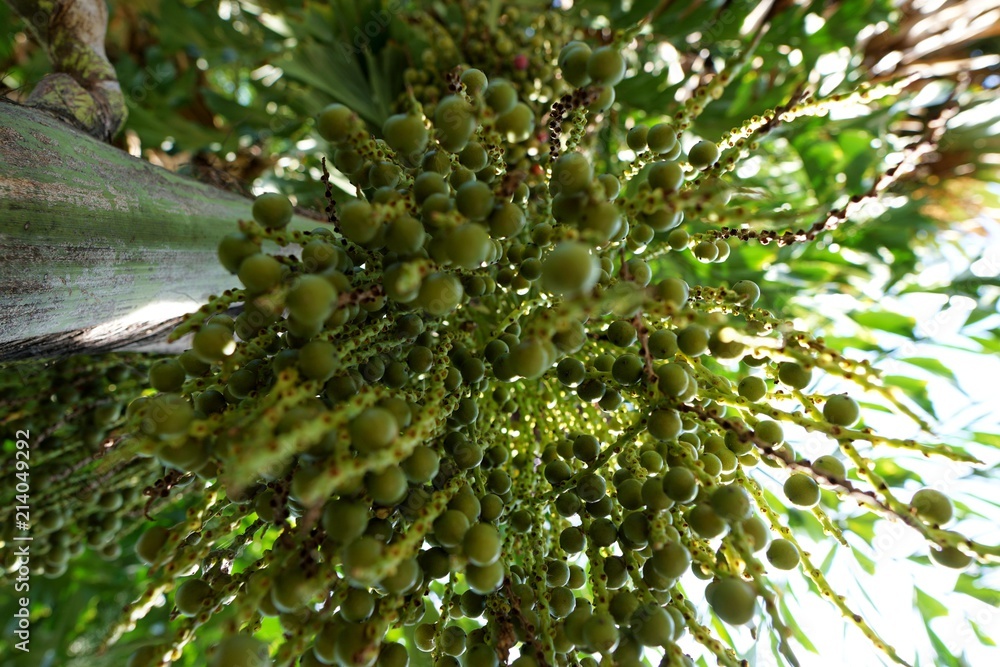 Supari Tree In English