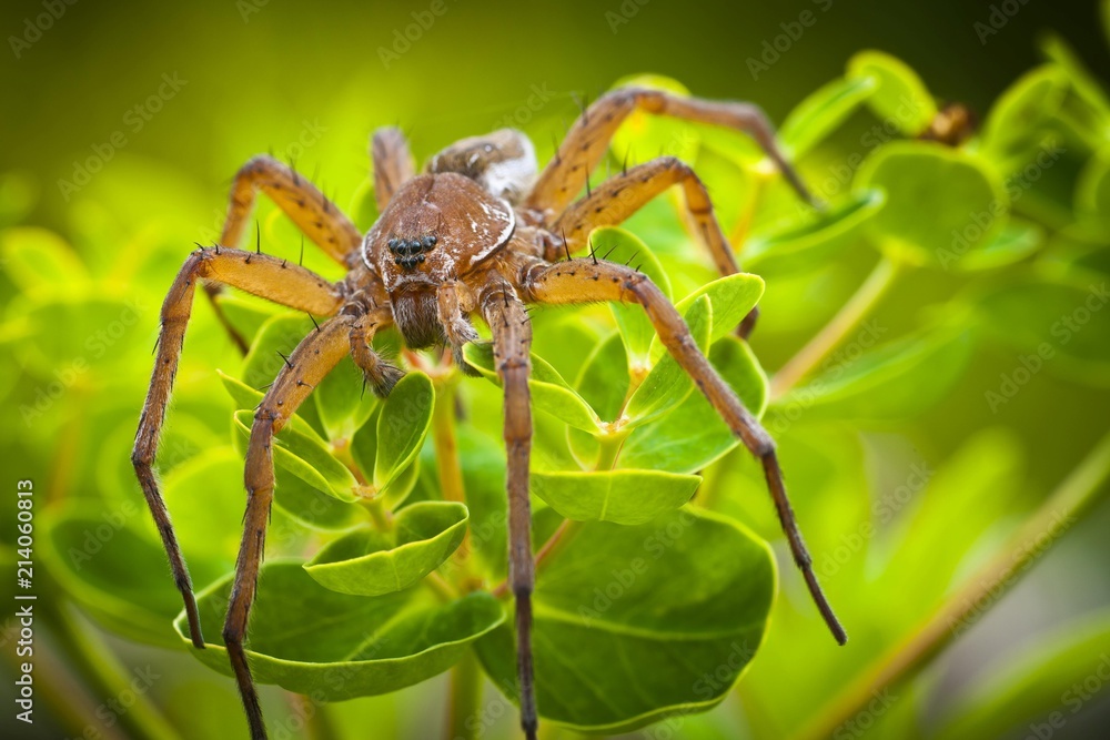 Raft Spider (Dolomedes fimbriatus) on Marsh Spurge (Euphorbia palustris ...