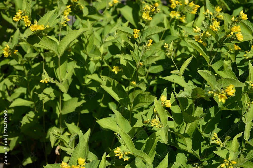 Yellow loosestrife tall plant with bright yellow flowers with orange ...