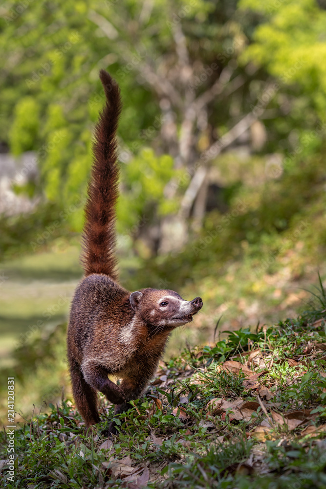 White-nosed Coati (Nasua narica), Tikal, Guatemala Stock Photo | Adobe ...