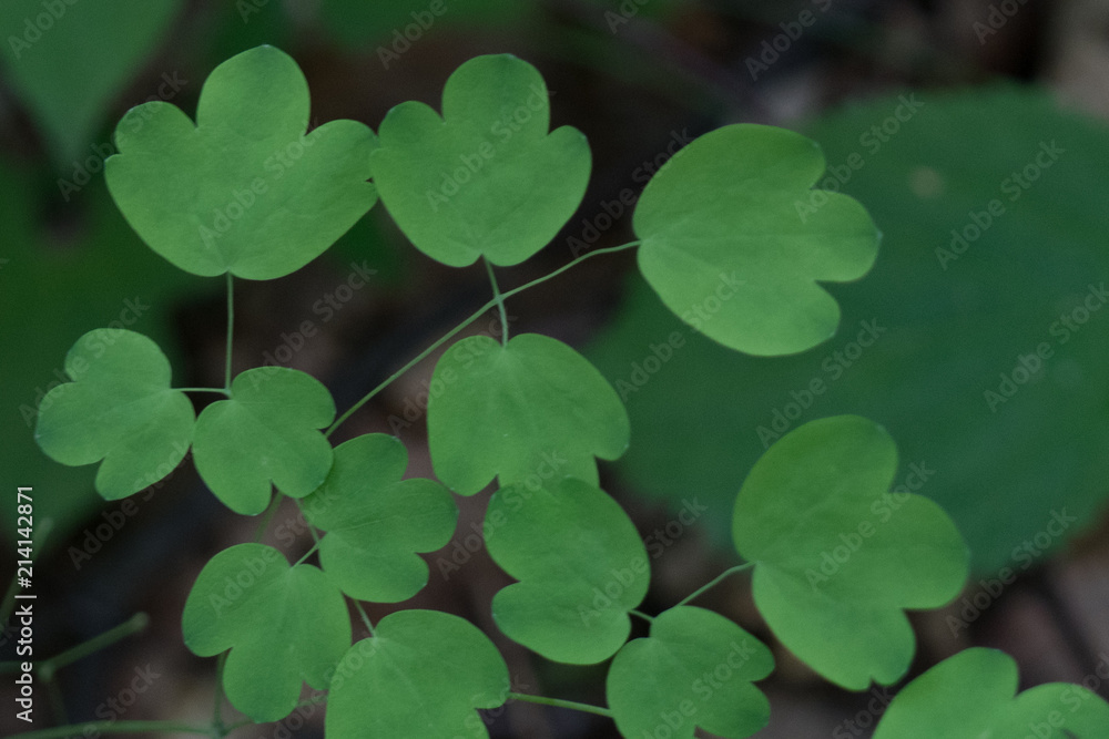 Branch of three lobed leaves Stock 写真 | Adobe Stock
