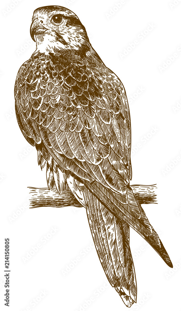 engraving drawing illustration of falcon Stock Vector | Adobe Stock