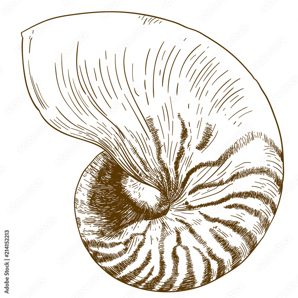 engraving drawing illustration of nautilus pompilius Stock Vector ...