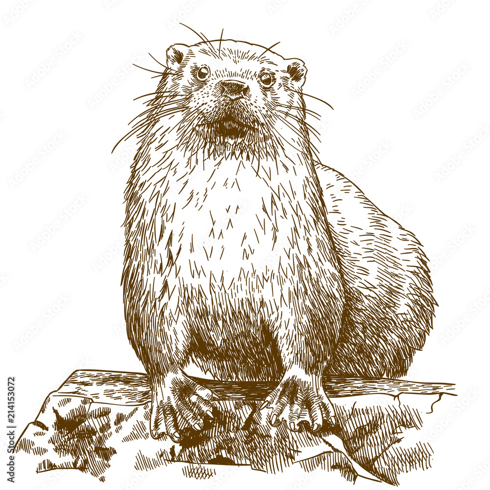 engraving drawing illustration of otter Stock Vector | Adobe Stock