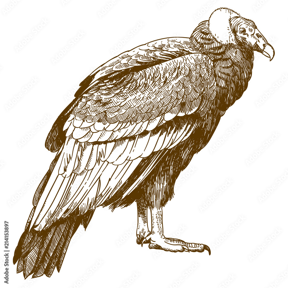 engraving drawing illustration of condor Stock Vector | Adobe Stock