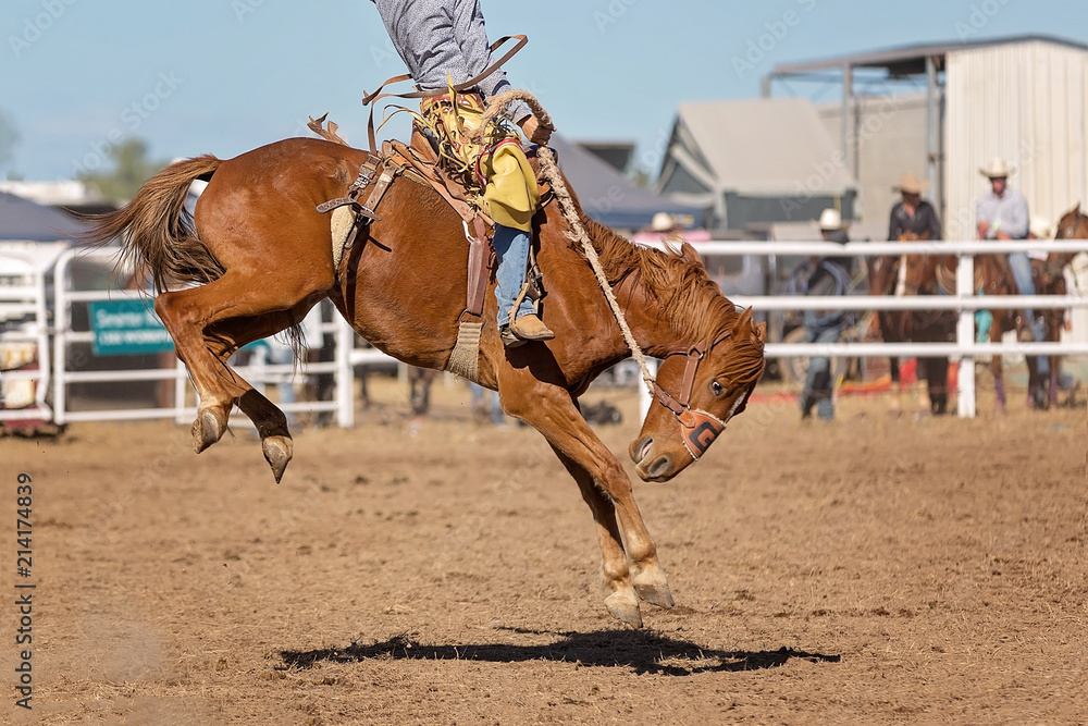 Bucking Bronco Horse At Country Rodeo Stock Photo | Adobe Stock
