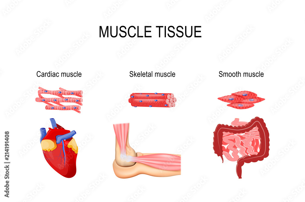 muscle tissue Stock Vector | Adobe Stock
