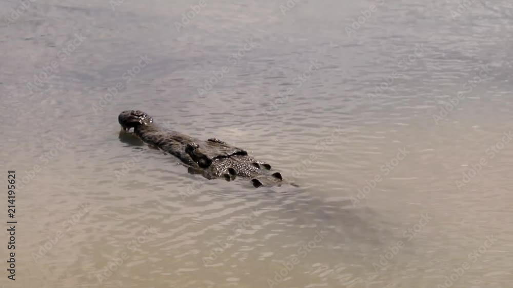 A lone crocodile, Crocodylus acutus, floats in the Tarcoles River in ...