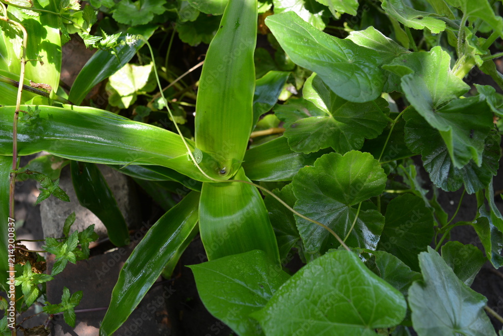 Beautiful homemade flowers of golden mustache and leaves of a fagot on ...