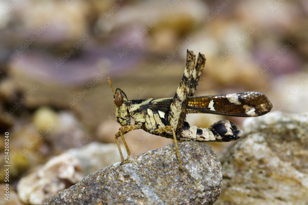 Image of Conjoined Spot Monkey-grasshopper (female), Erianthus serratus ...