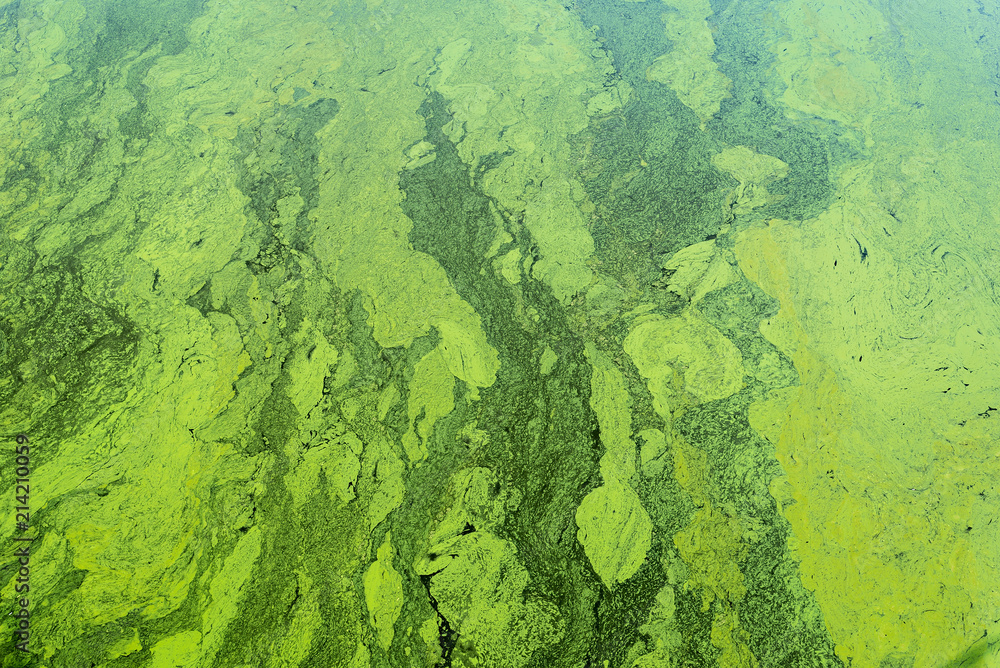 green algae on the surface of the water Stock Photo | Adobe Stock