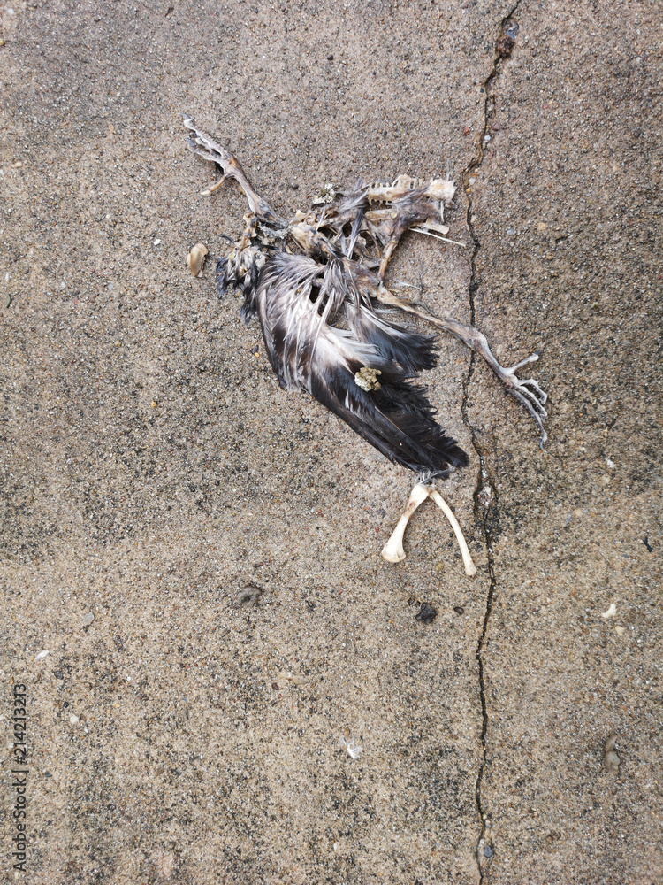Dead bird corpse lying on the ground, decaying cadaver of bird Stock ...