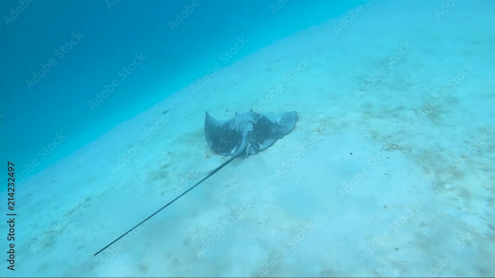 snorkeling in a lagoon with fish ray, French Polynesia Stock Video ...