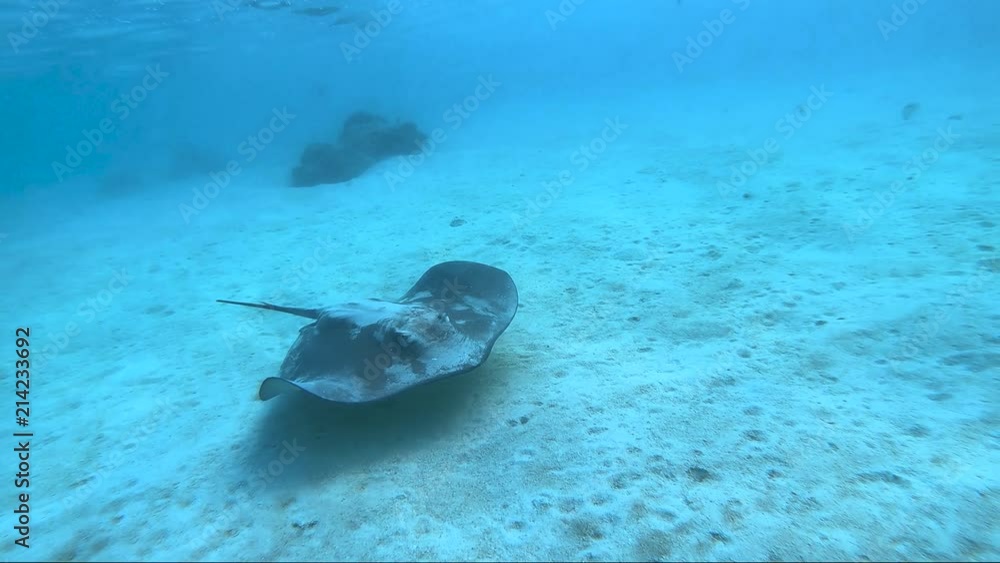 snorkeling in a lagoon with fish ray, French Polynesia Stock Video ...