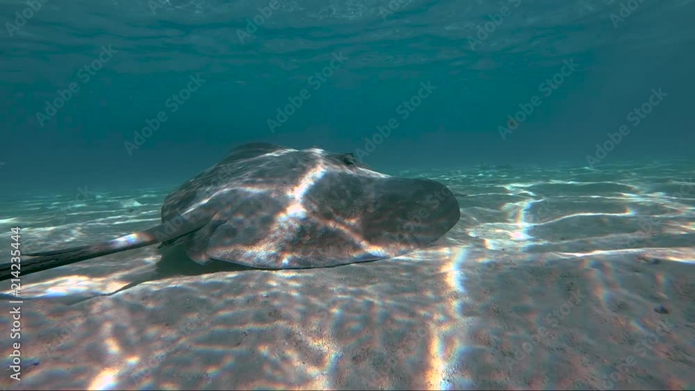 snorkeling in a lagoon with fish ray, French Polynesia Stock Video ...