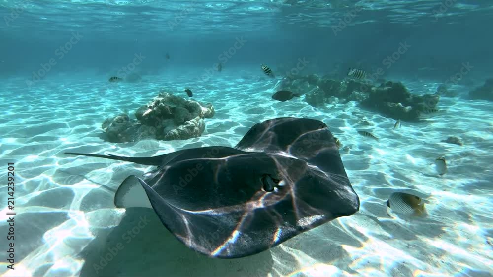 snorkeling in a lagoon with fish ray, French Polynesia Stock Video ...