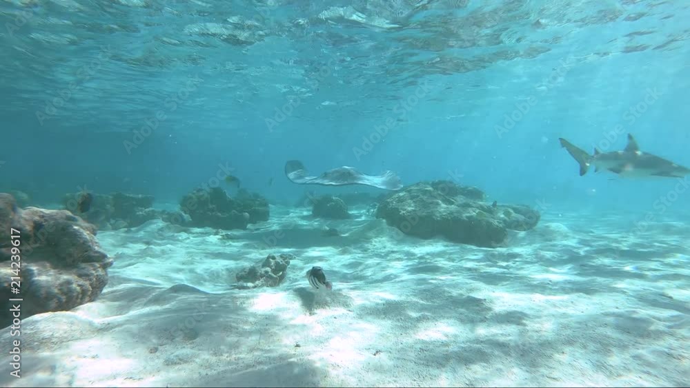snorkeling in a lagoon with fish ray, French Polynesia Stock Video ...