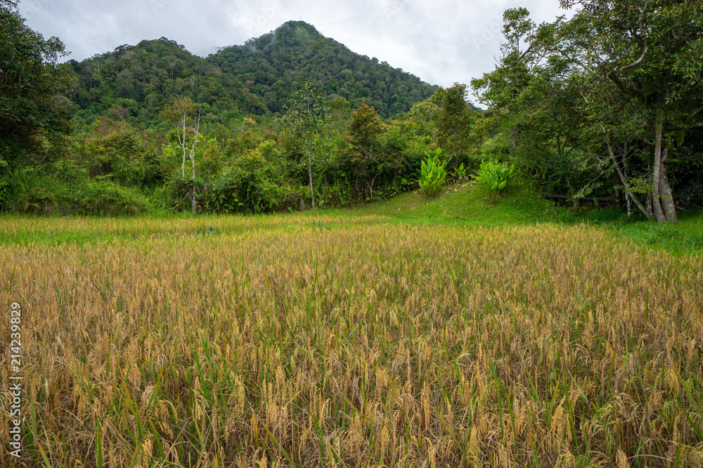 View of paddy field during harvest season in Bario, Sarawak - a well ...